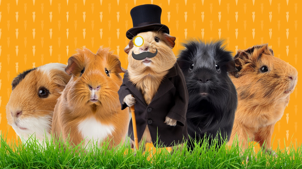 10 fascinujících zajímavostí o morčatech - HappyZoo